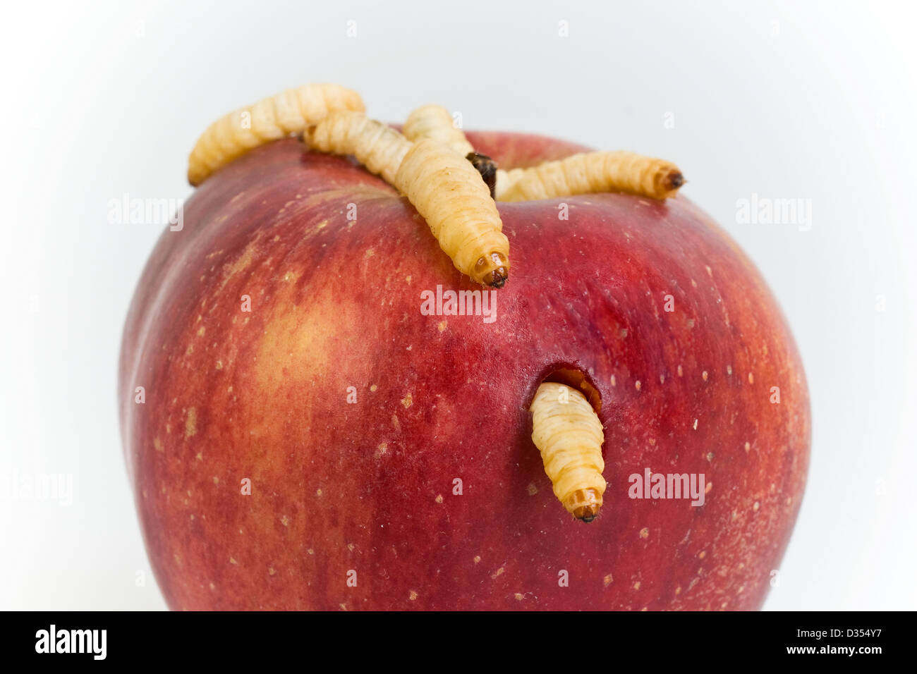 apple with worm Stock Photo - Alamy