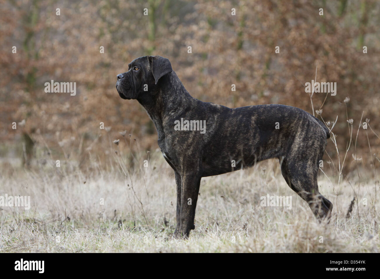 Dog Cane Corso / Italian Molosser adult standing profile Stock Photo ...