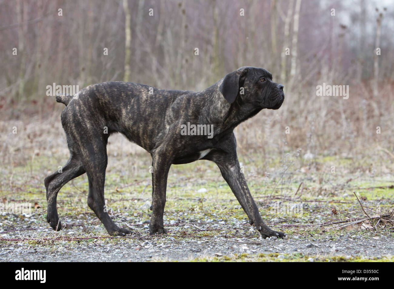 Dog Cane Corso / Italian Molosser adult running in a wood Stock Photo ...