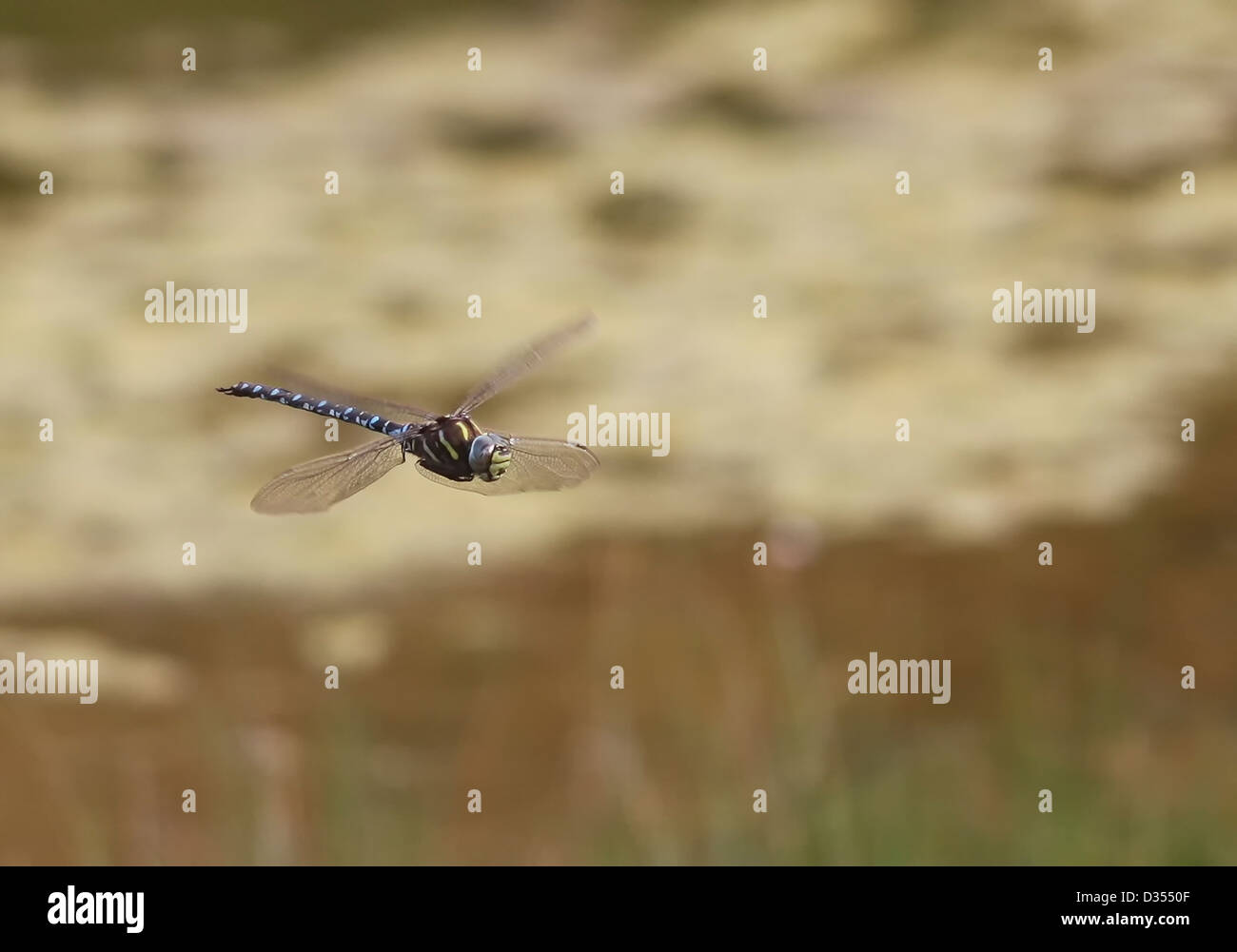 Dragonfly in flight Stock Photo - Alamy