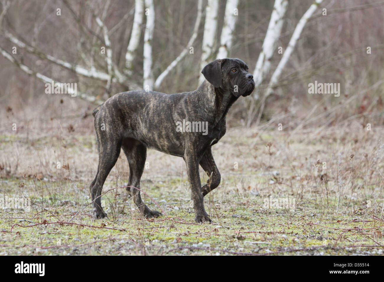 Italian molosser hi-res stock photography and images - Alamy