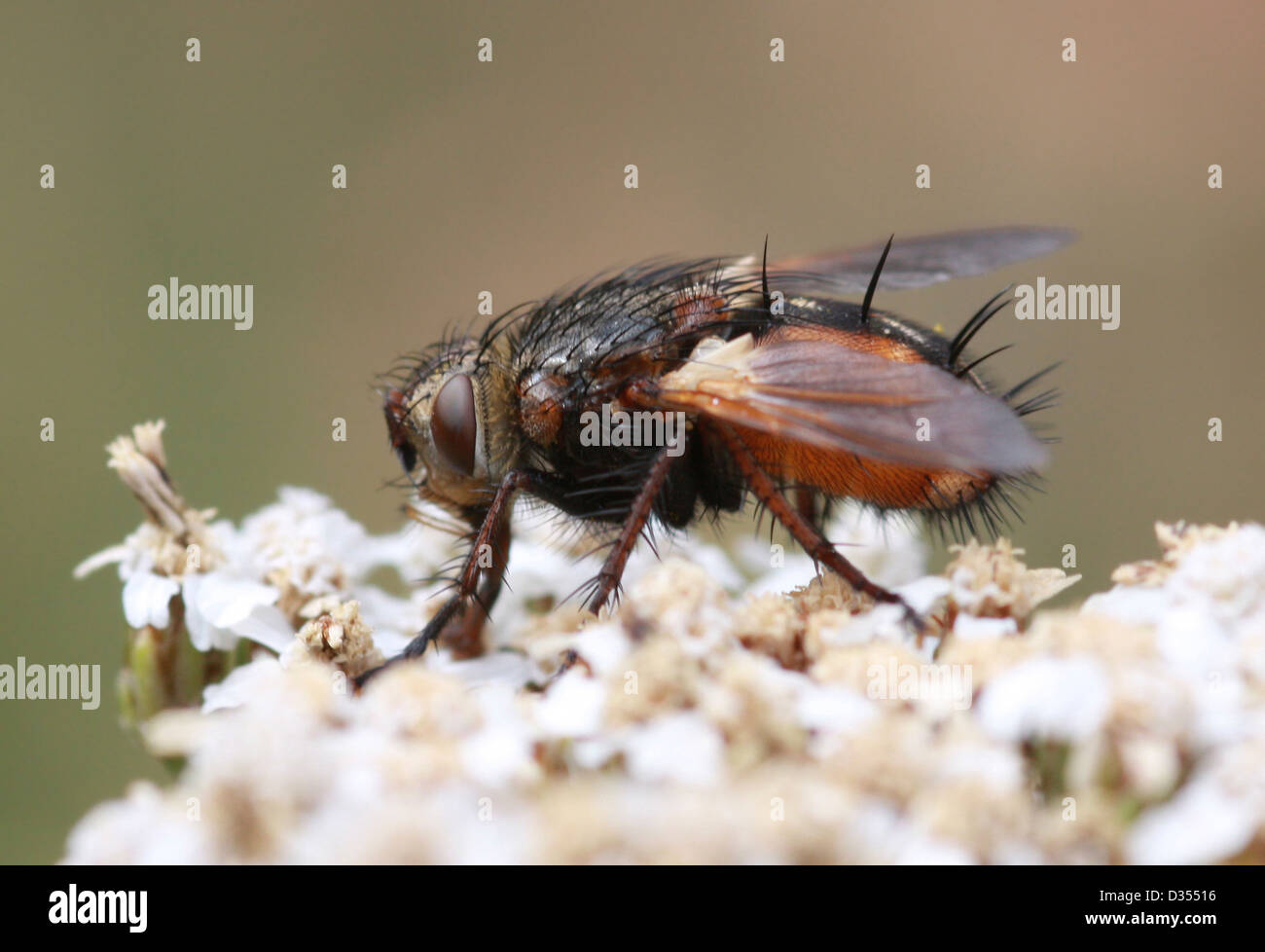 robber fly (Asilidae) closeup Stock Photo - Alamy