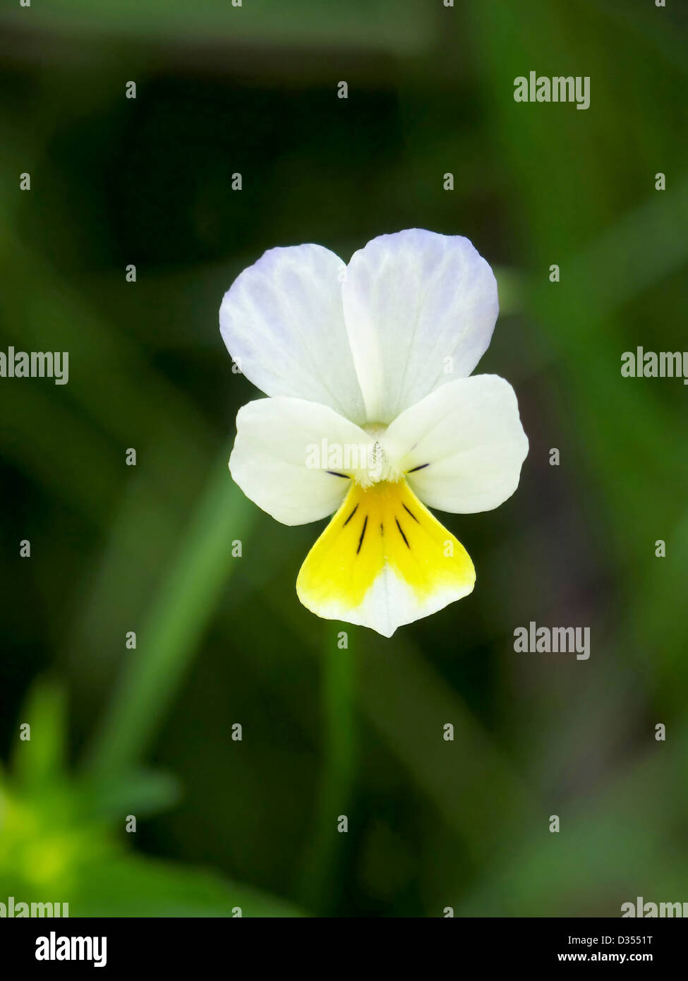 White and Yellow Miniature Pansy Stock Photo - Alamy