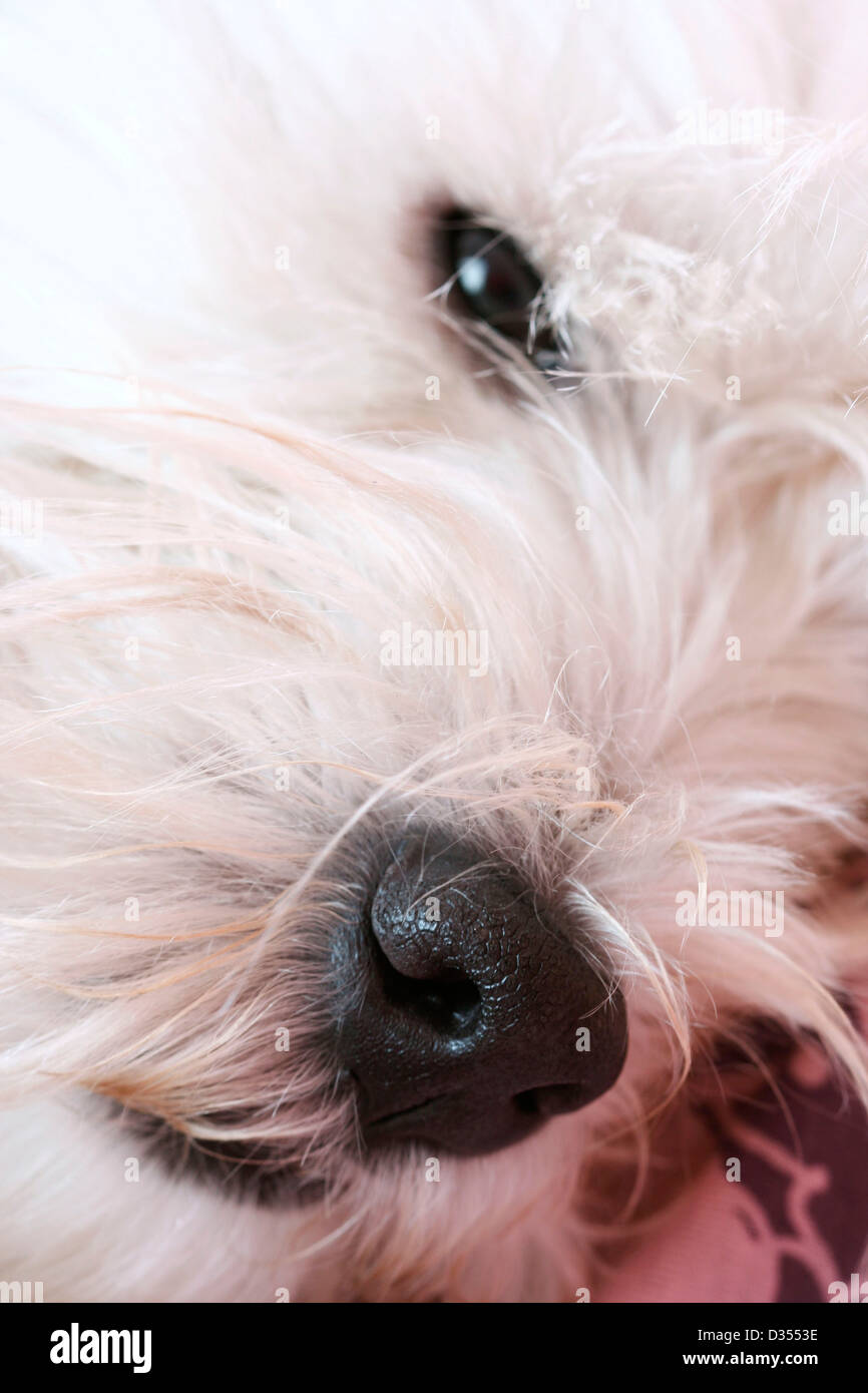 Close-up of westie dog face Stock Photo - Alamy