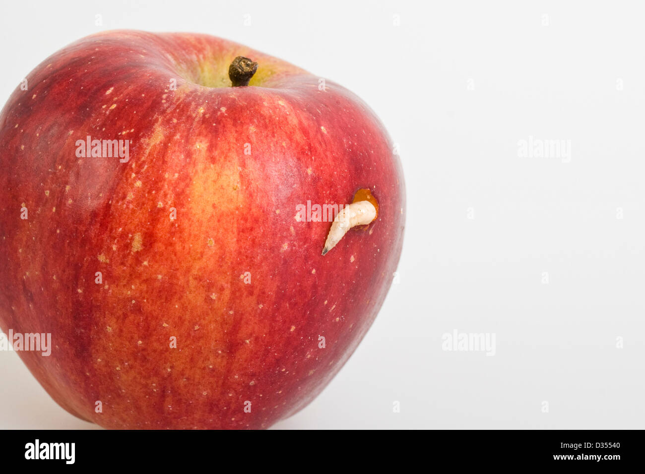 apple with worm Stock Photo - Alamy