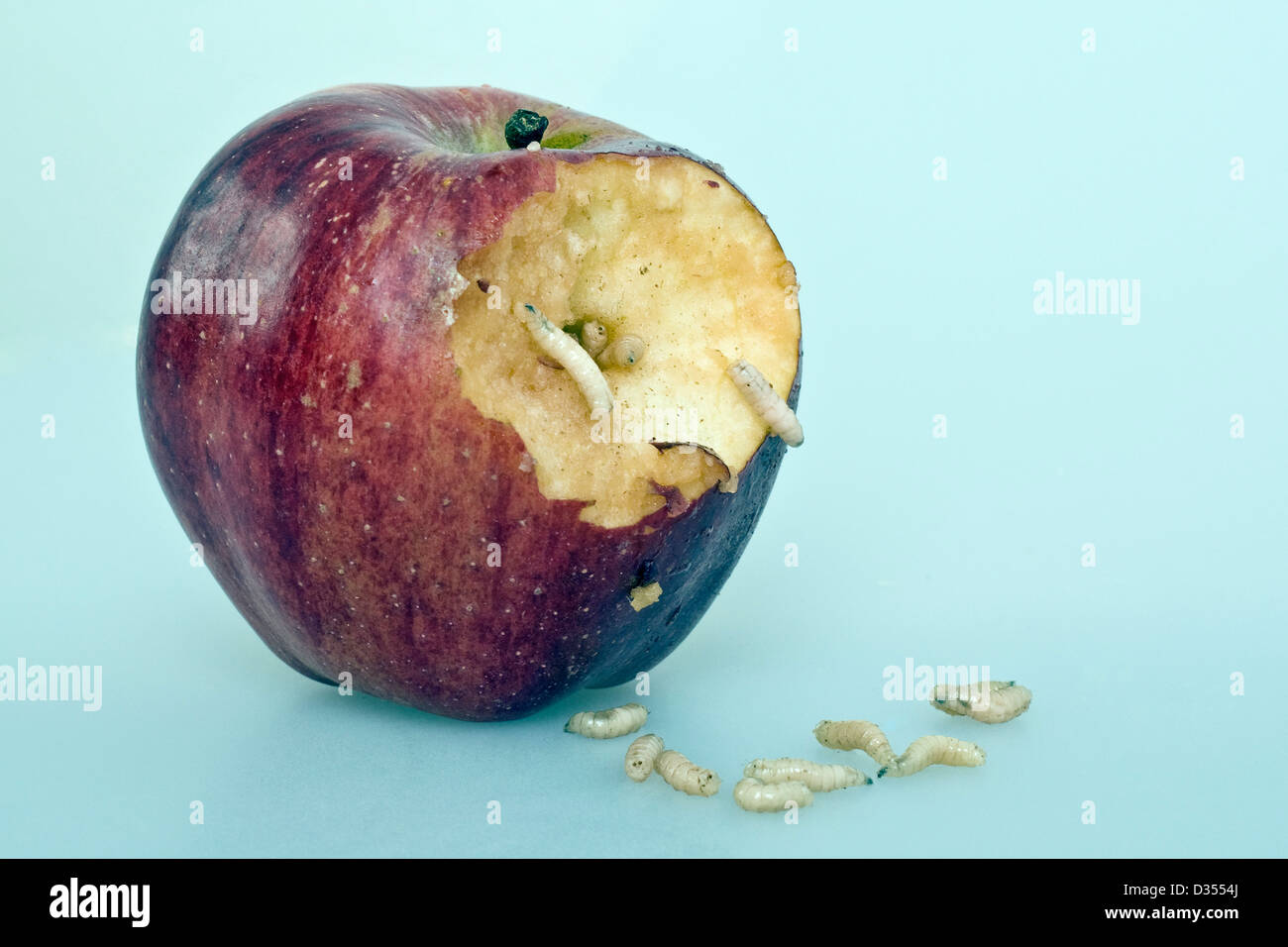 apple with worm Stock Photo - Alamy