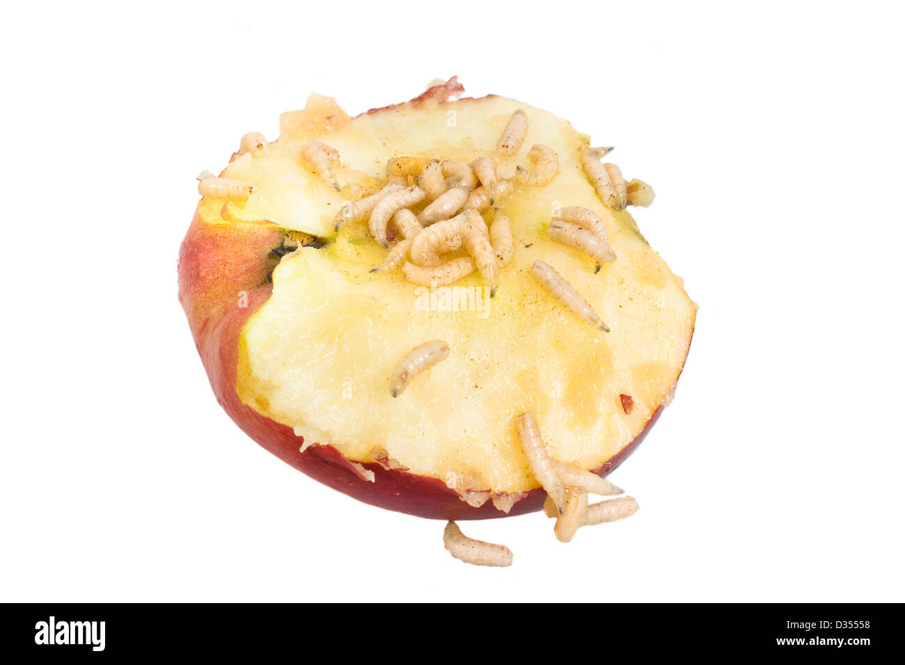 apple with worm Stock Photo - Alamy