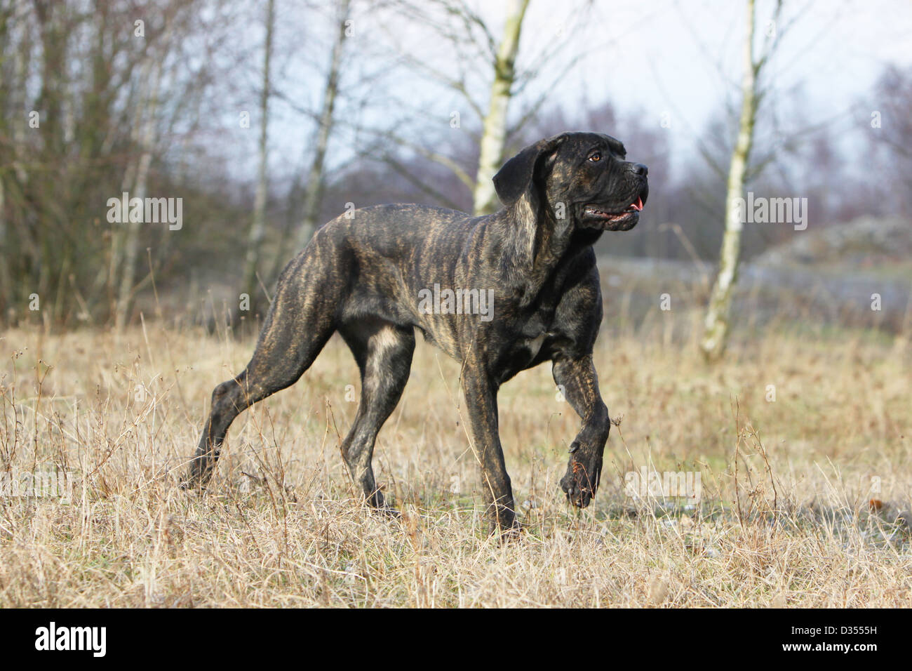 Dog Cane Corso / Italian Molosser adult running in a meadow Stock Photo ...