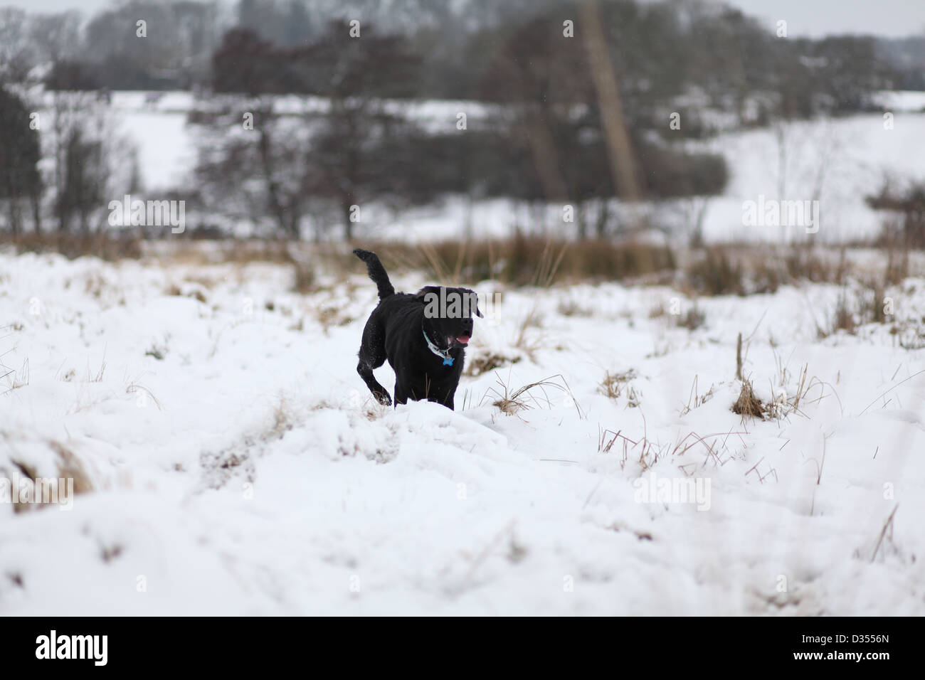 Black labrador dog running through snow Stock Photo - Alamy