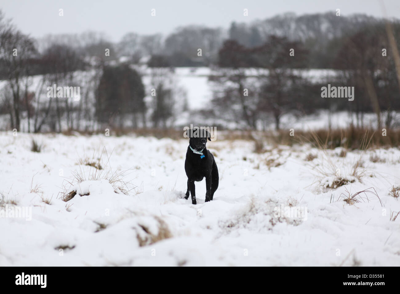 Black Labrador in snow Stock Photo - Alamy