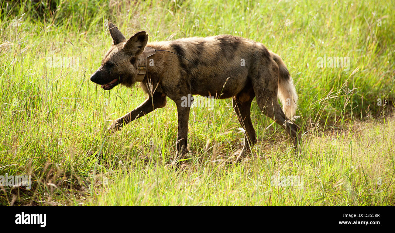 African bush dog hi-res stock photography and images - Alamy