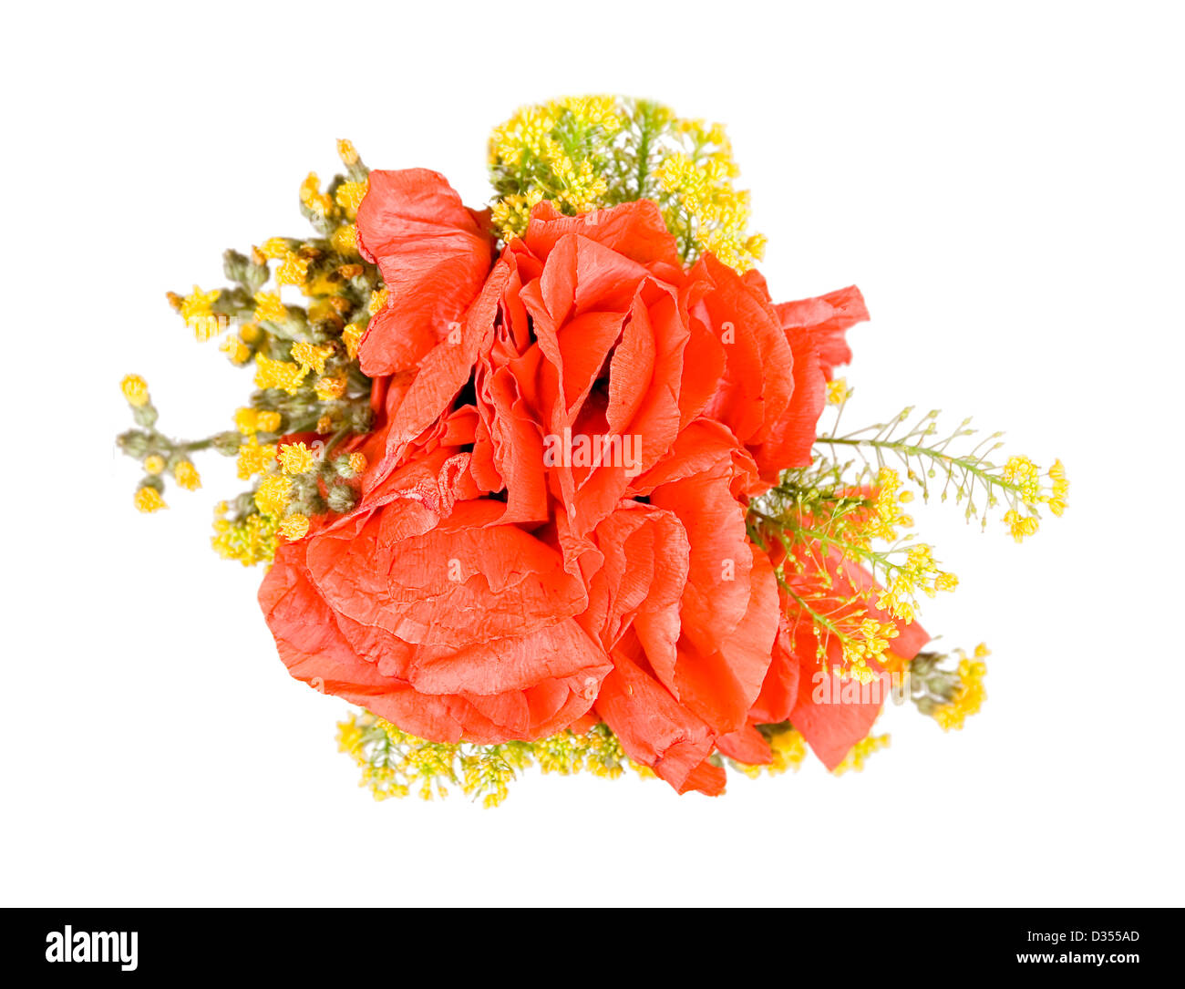 Poppy branch isolated on white Stock Photo - Alamy
