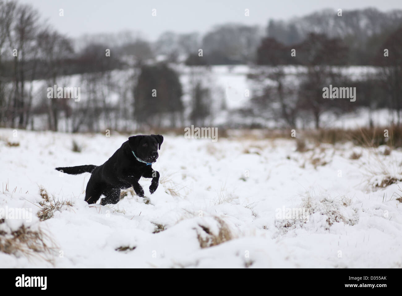 Black Labrador dog jumping through snow Stock Photo - Alamy