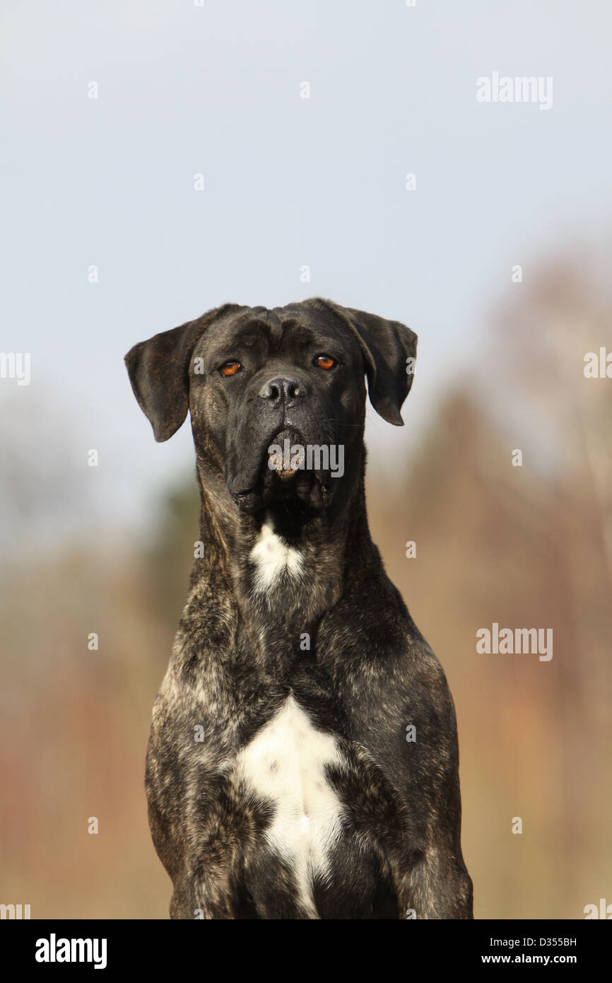 Molosser hi-res stock photography and images - Alamy