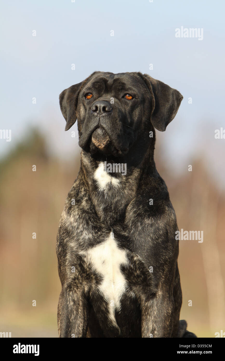 Molosser hund hi-res stock photography and images - Alamy