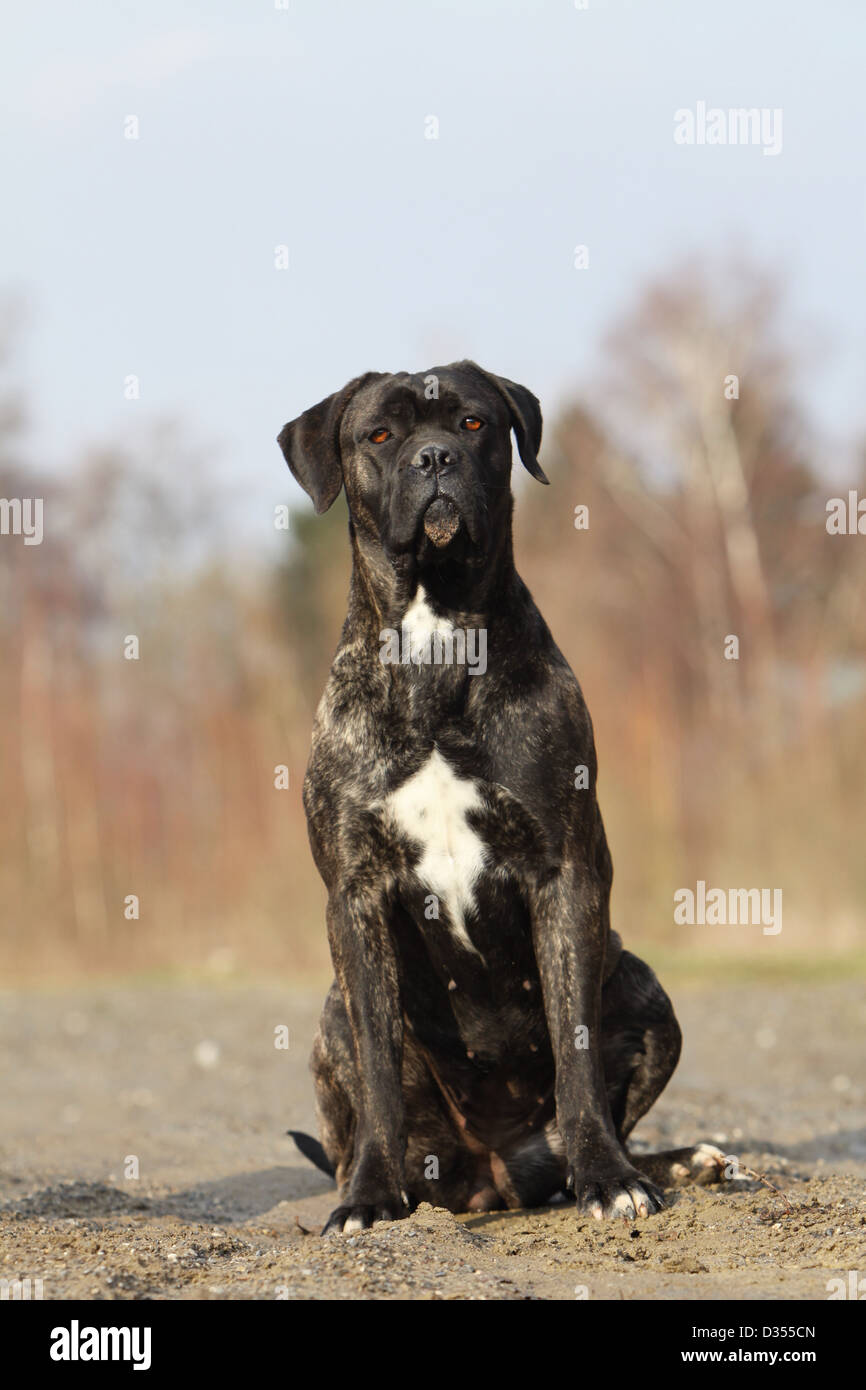 Dog Cane Corso / Italian Molosser adult sitting in a wood Stock Photo ...