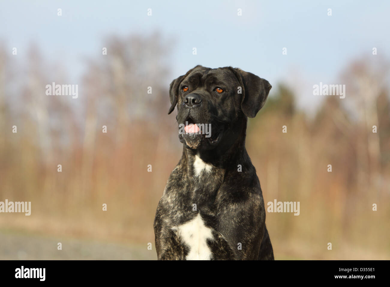 Dog Cane Corso / Italian Molosser adult portrait Stock Photo - Alamy