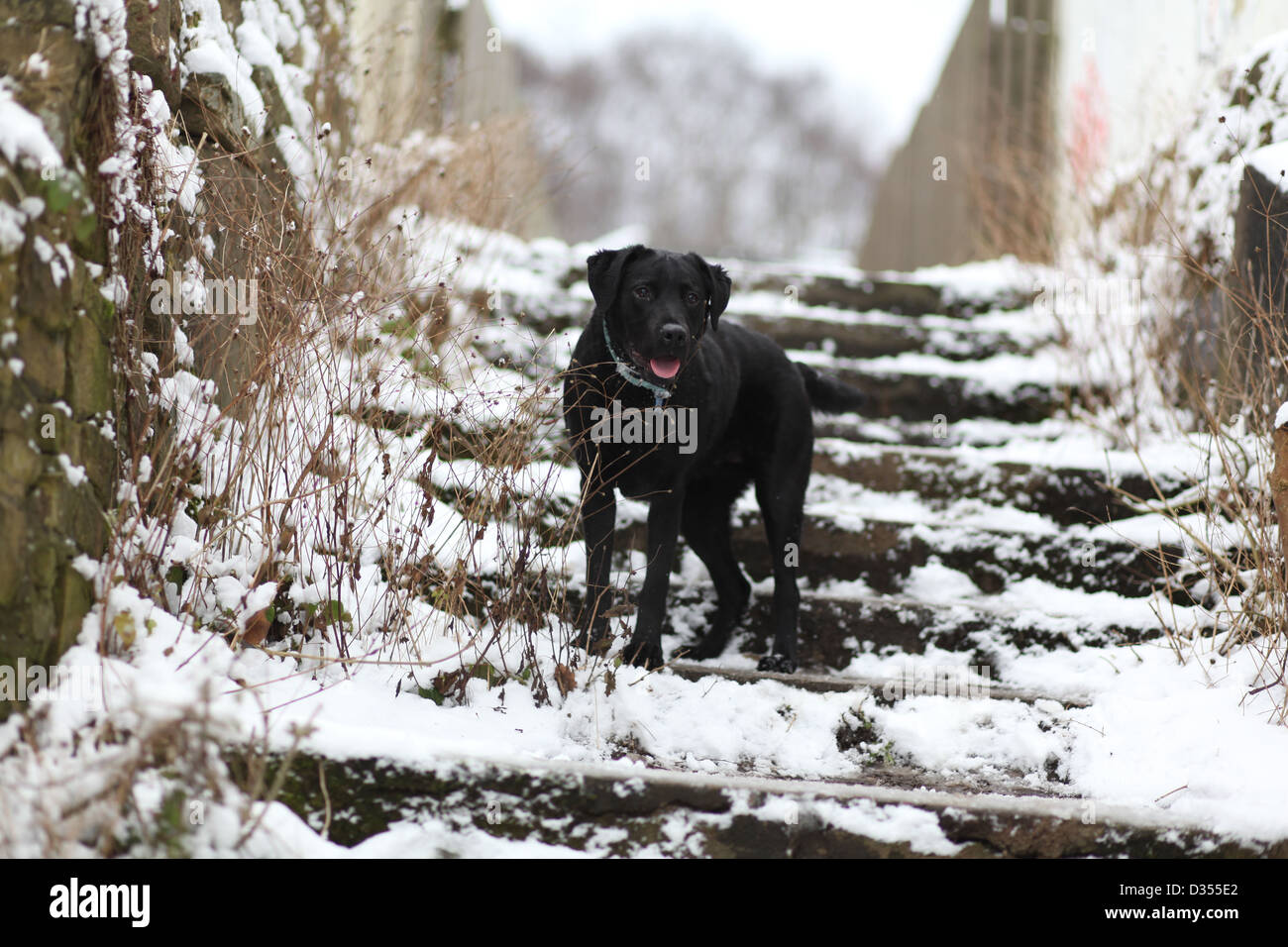 Black labrador puppy snow hi-res stock photography and images - Alamy
