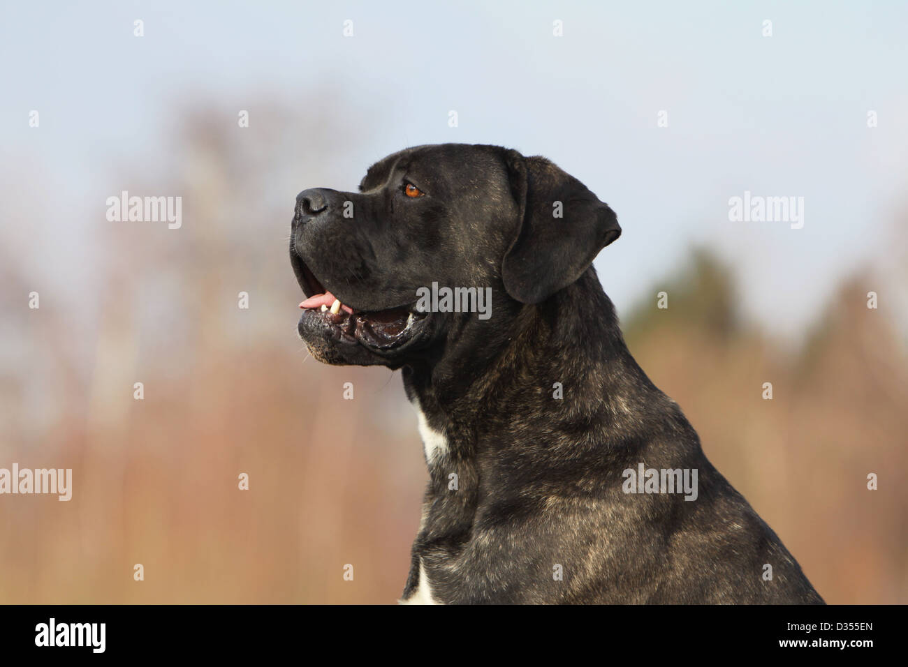Dog Cane Corso / Italian Molosser adult portrait Stock Photo - Alamy