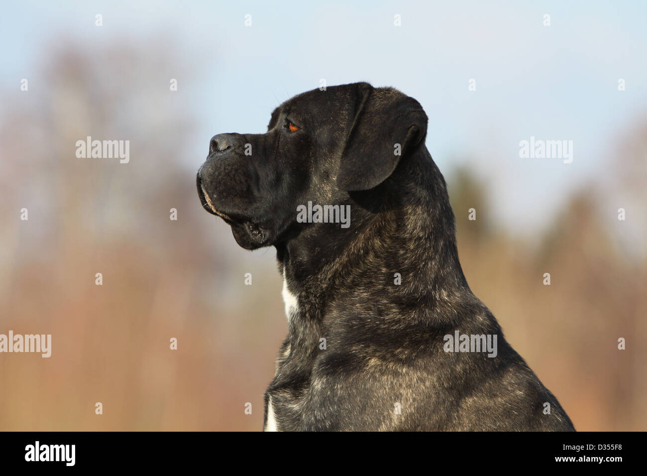 Dog Cane Corso / Italian Molosser adult portrait profile Stock Photo ...