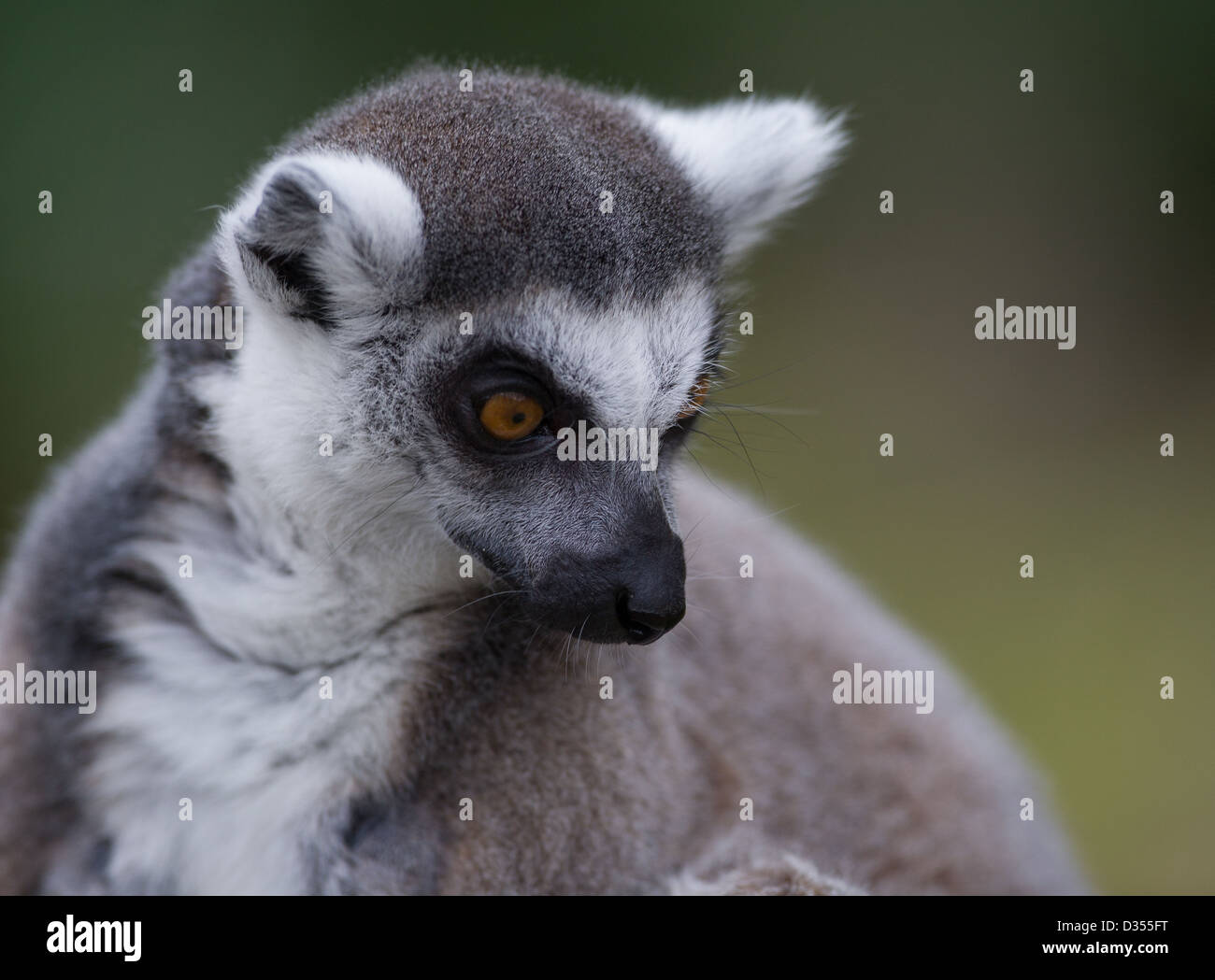 Ring-tailed Lemur (Lemur catta Stock Photo - Alamy