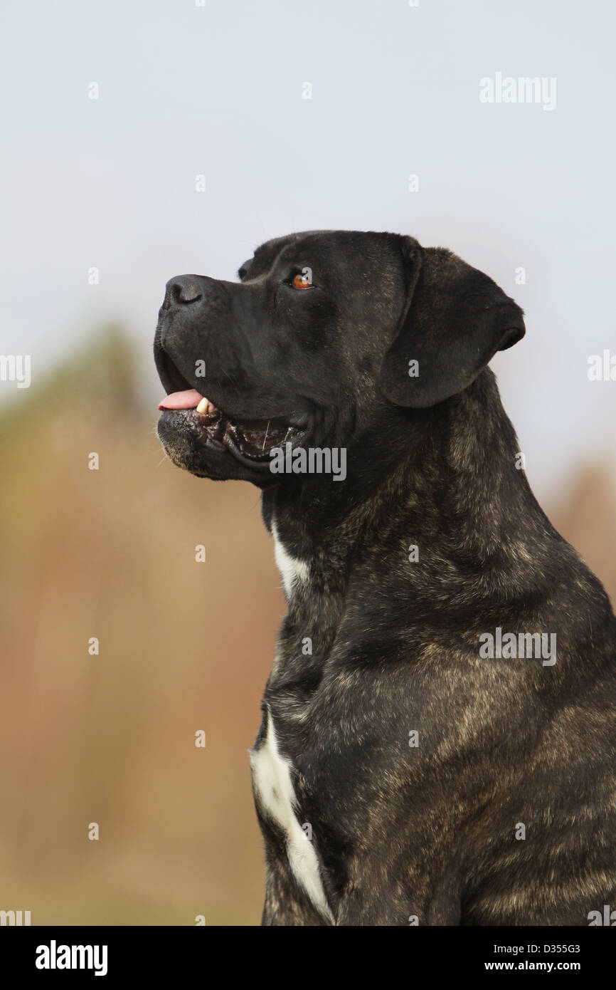 Molosser hi-res stock photography and images - Alamy