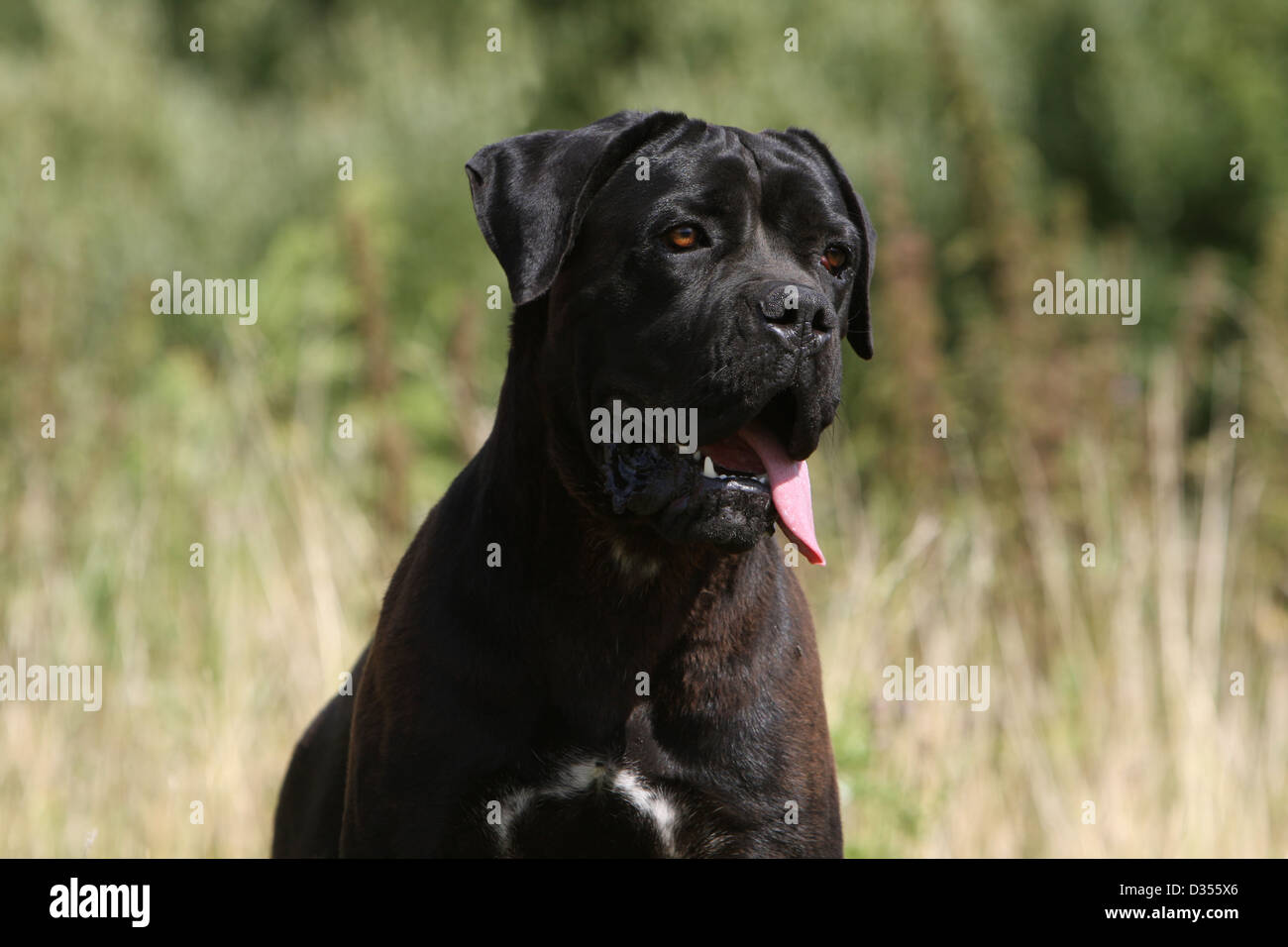 Dog Cane Corso / Italian Molosser adult portrait Stock Photo - Alamy