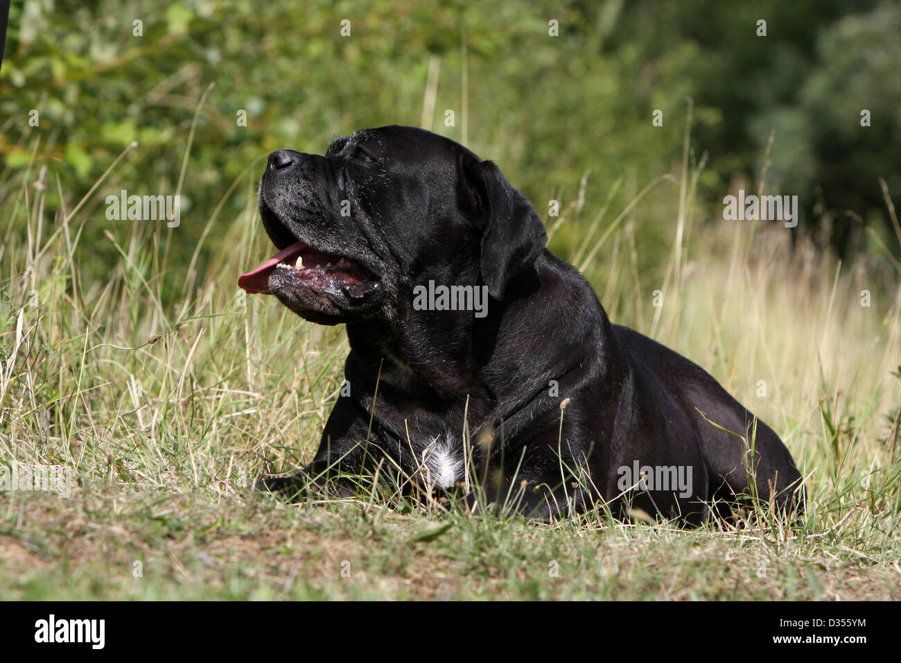 Dog Cane Corso / Italian Molosser adult lying in a meadow Stock Photo ...