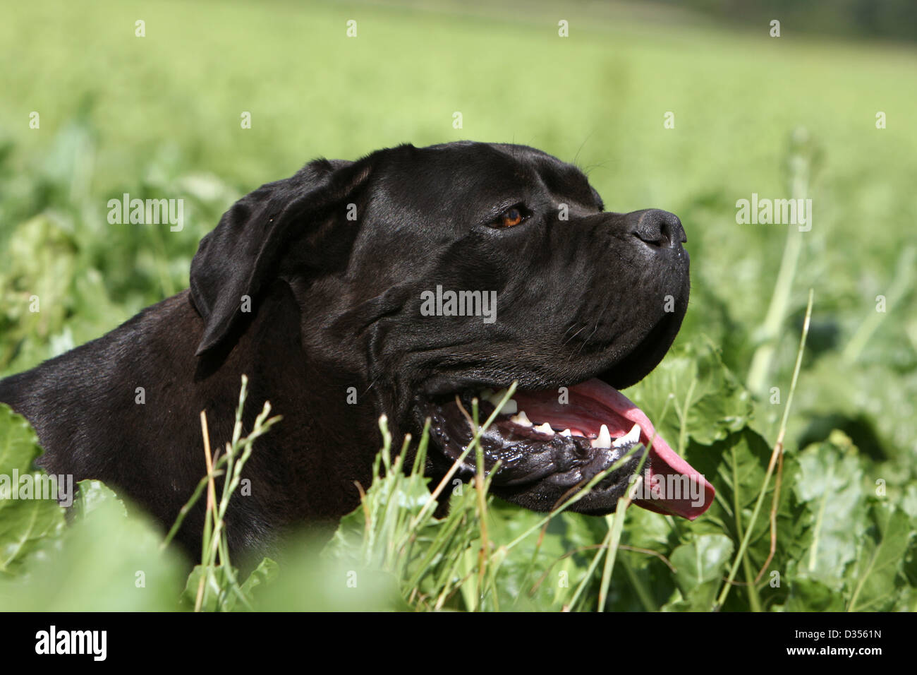 Dog Cane Corso / Italian Molosser adult portrait Stock Photo - Alamy