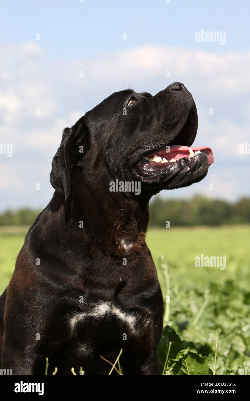 Molosser breeds hi-res stock photography and images - Alamy