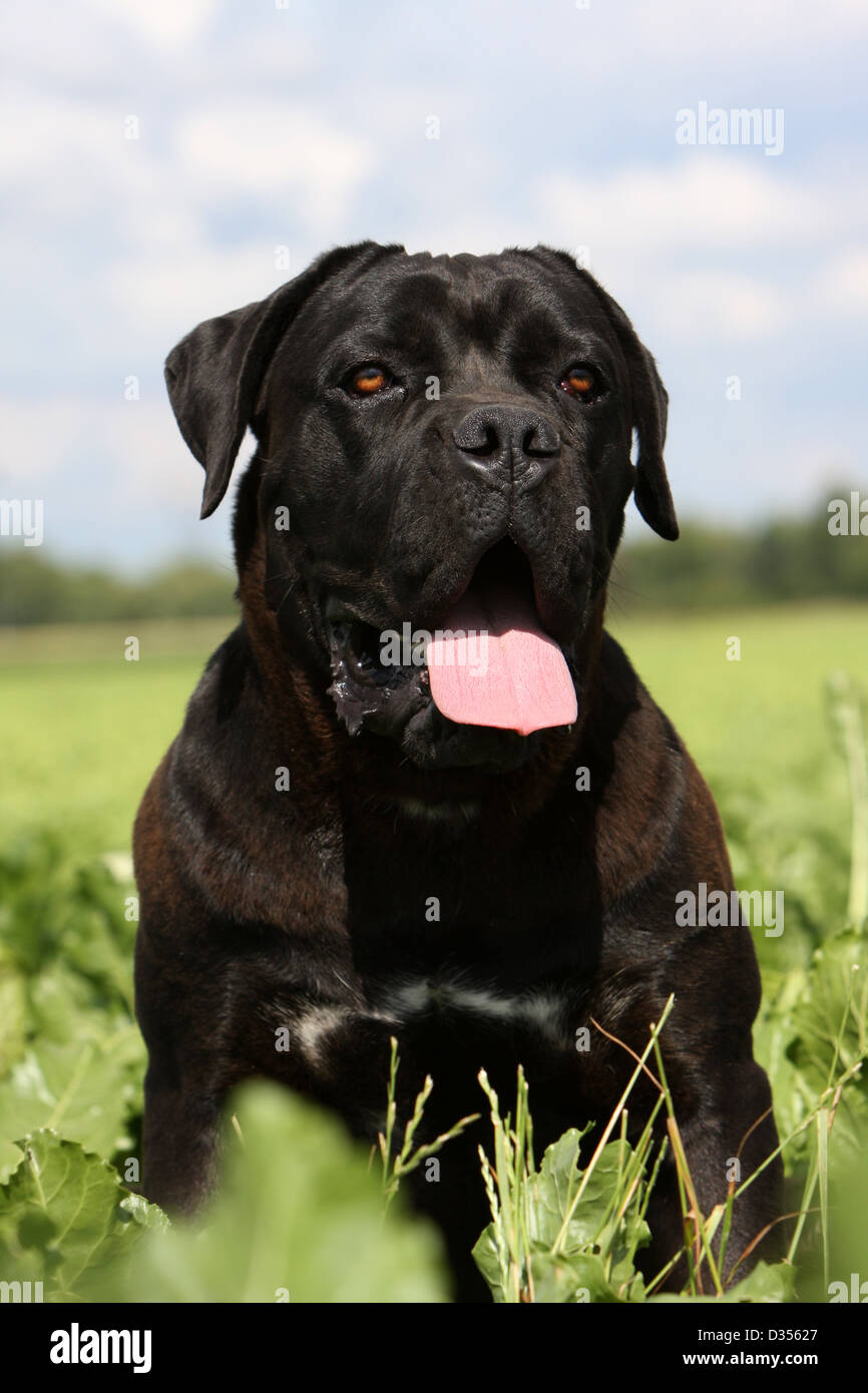 Dog Cane Corso / Italian Molosser adult sitting in a field Stock Photo ...