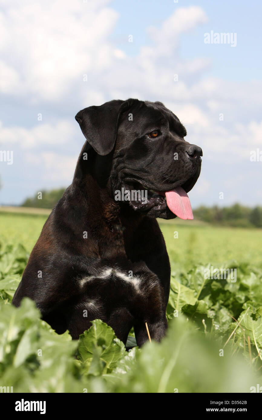 Dog Cane Corso / Italian Molosser adult sitting in a field Stock Photo ...