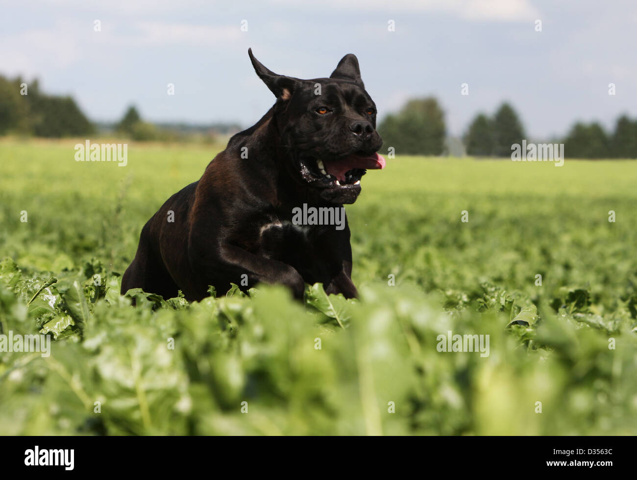 Dog Cane Corso / Italian Molosser adult running in a field Stock Photo ...