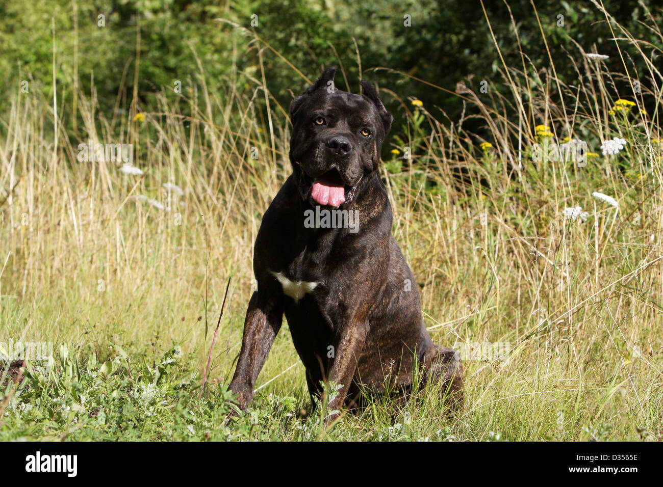 Dog Cane Corso / Italian Molosser adult sitting in a meadow Stock Photo ...