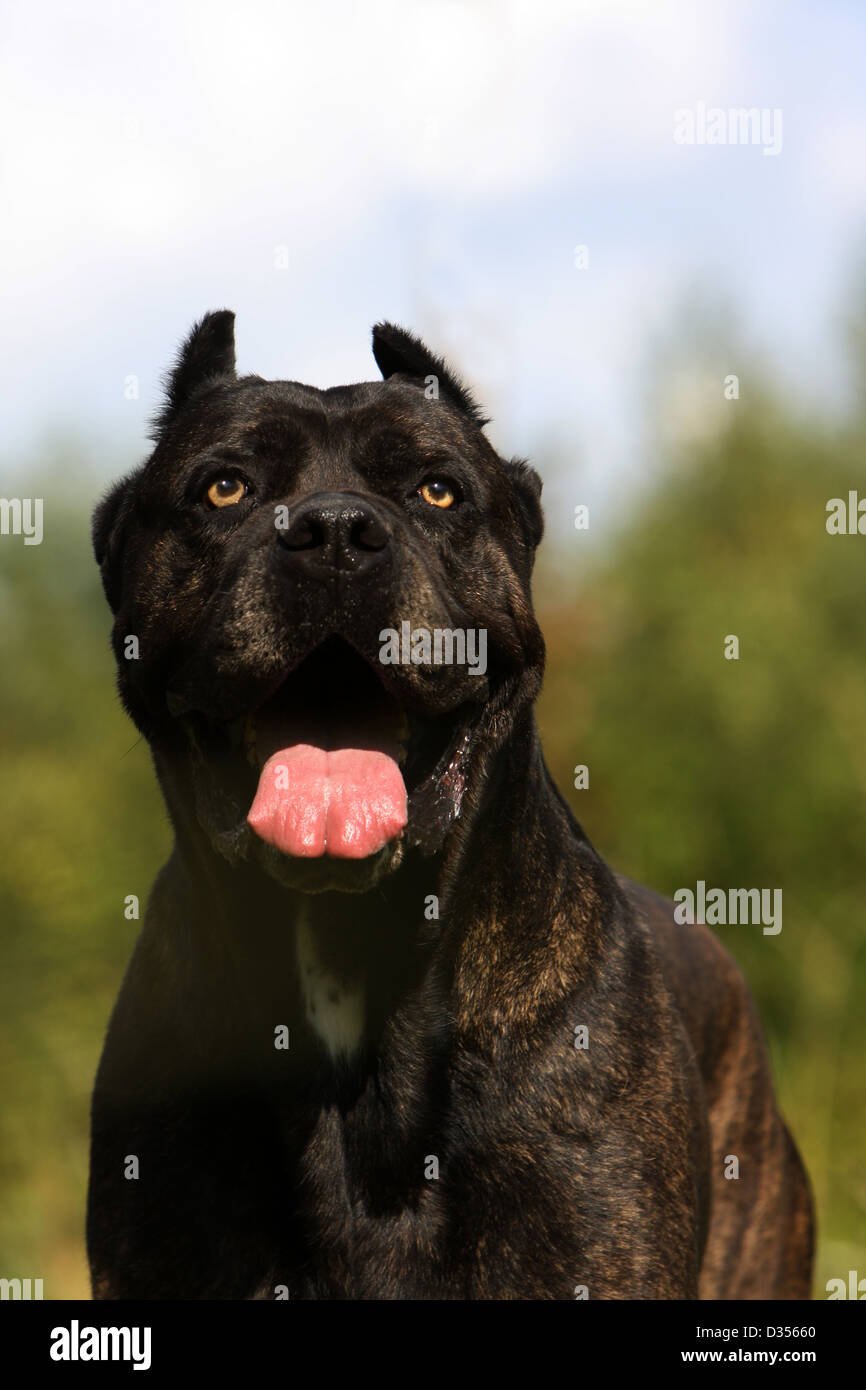 Dog Cane Corso / Italian Molosser adult portrait Stock Photo - Alamy