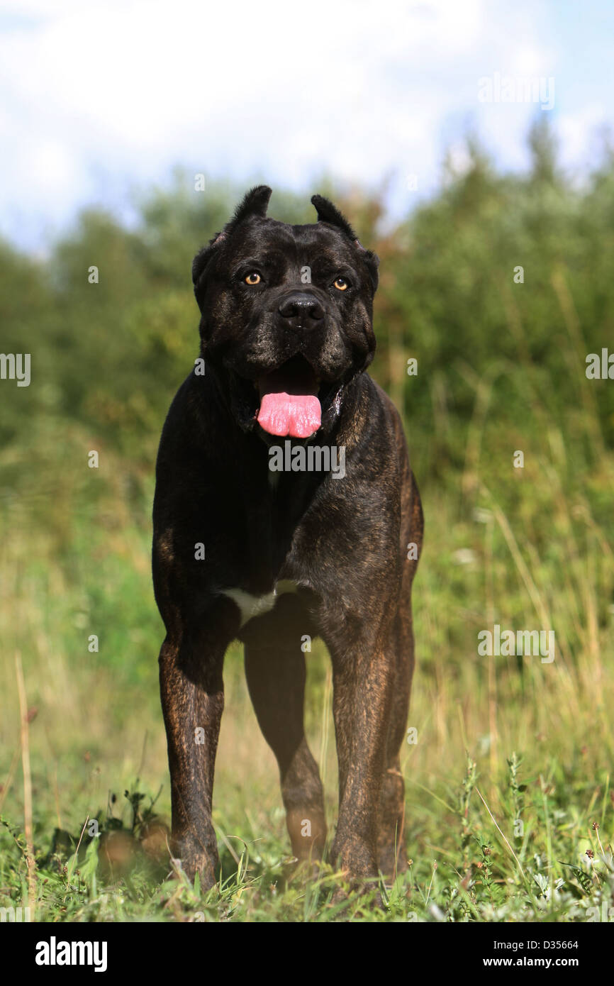 Dog Cane Corso / Italian Molosser adult standing in a meadow Stock ...