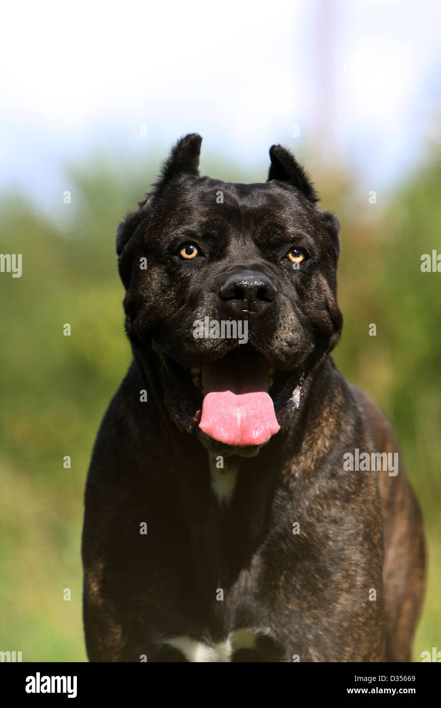 Dog Cane Corso / Italian Molosser adult portrait Stock Photo - Alamy