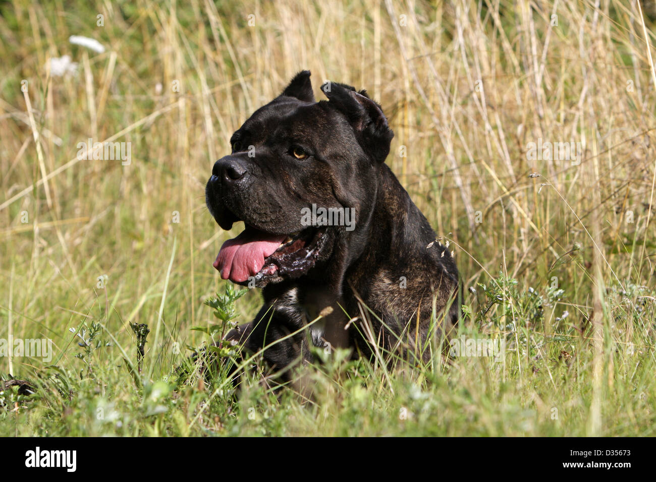 Dog Cane Corso / Italian Molosser adult portrait Stock Photo - Alamy