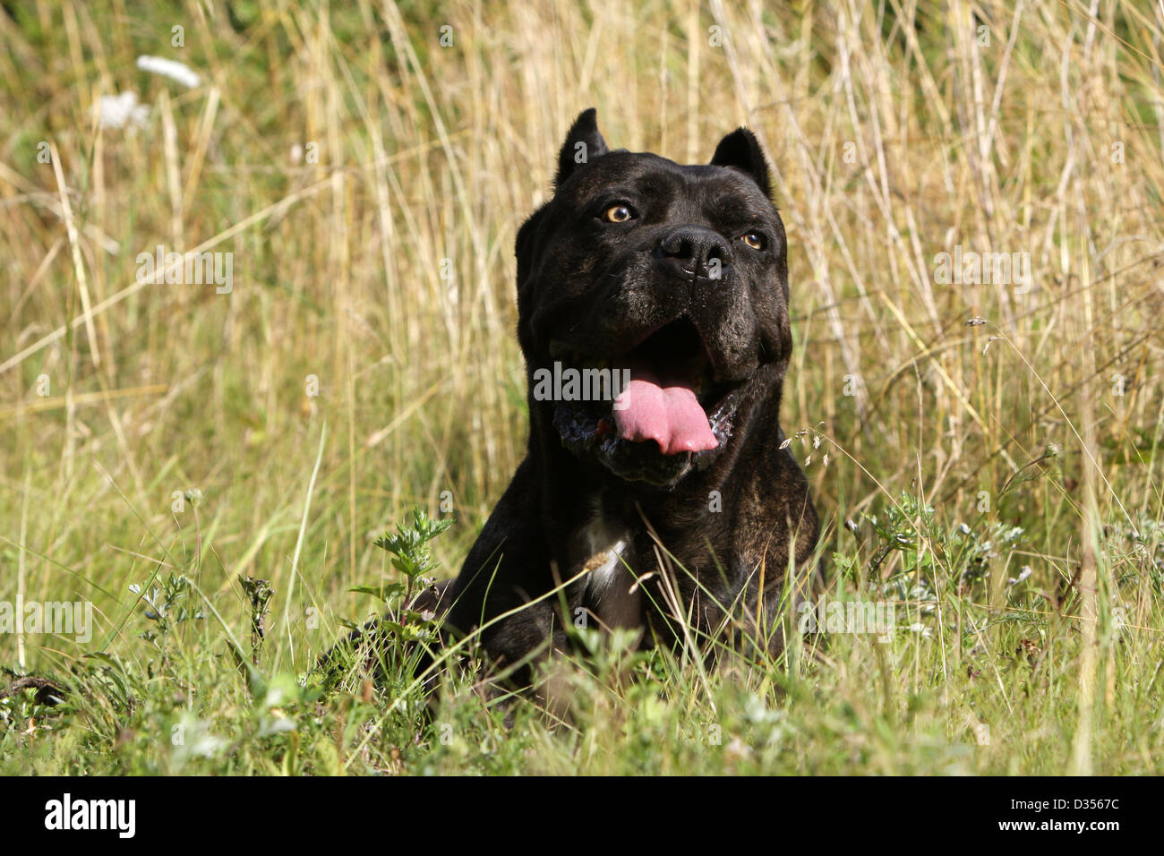 Dog Cane Corso / Italian Molosser adult portrait Stock Photo - Alamy