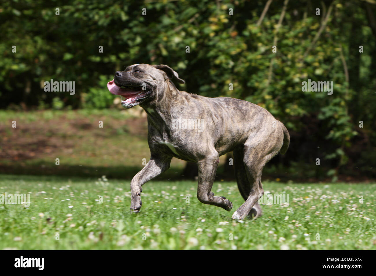 Dog Cane Corso / Italian Molosser adult running in a meadow Stock Photo ...