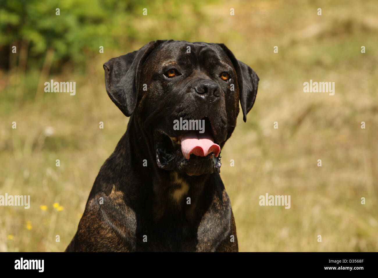 Molosser hund hi-res stock photography and images - Alamy