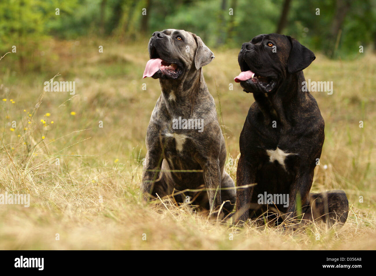 Dog Cane Corso / Italian Molosser two adults different colors sitting ...