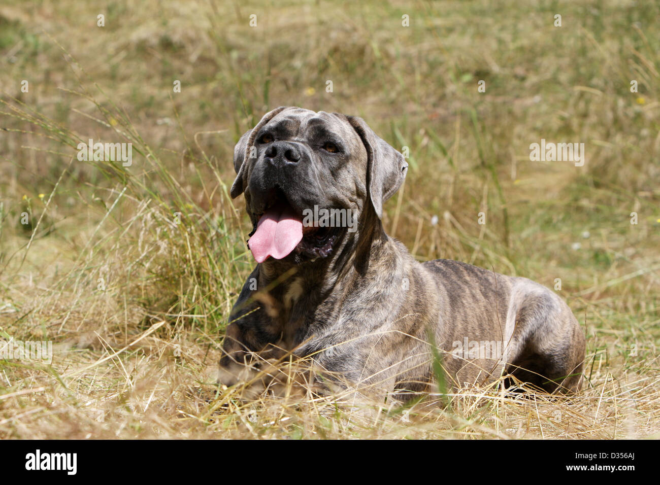 Dog Cane Corso / Italian Molosser adult lying in a meadow Stock Photo ...