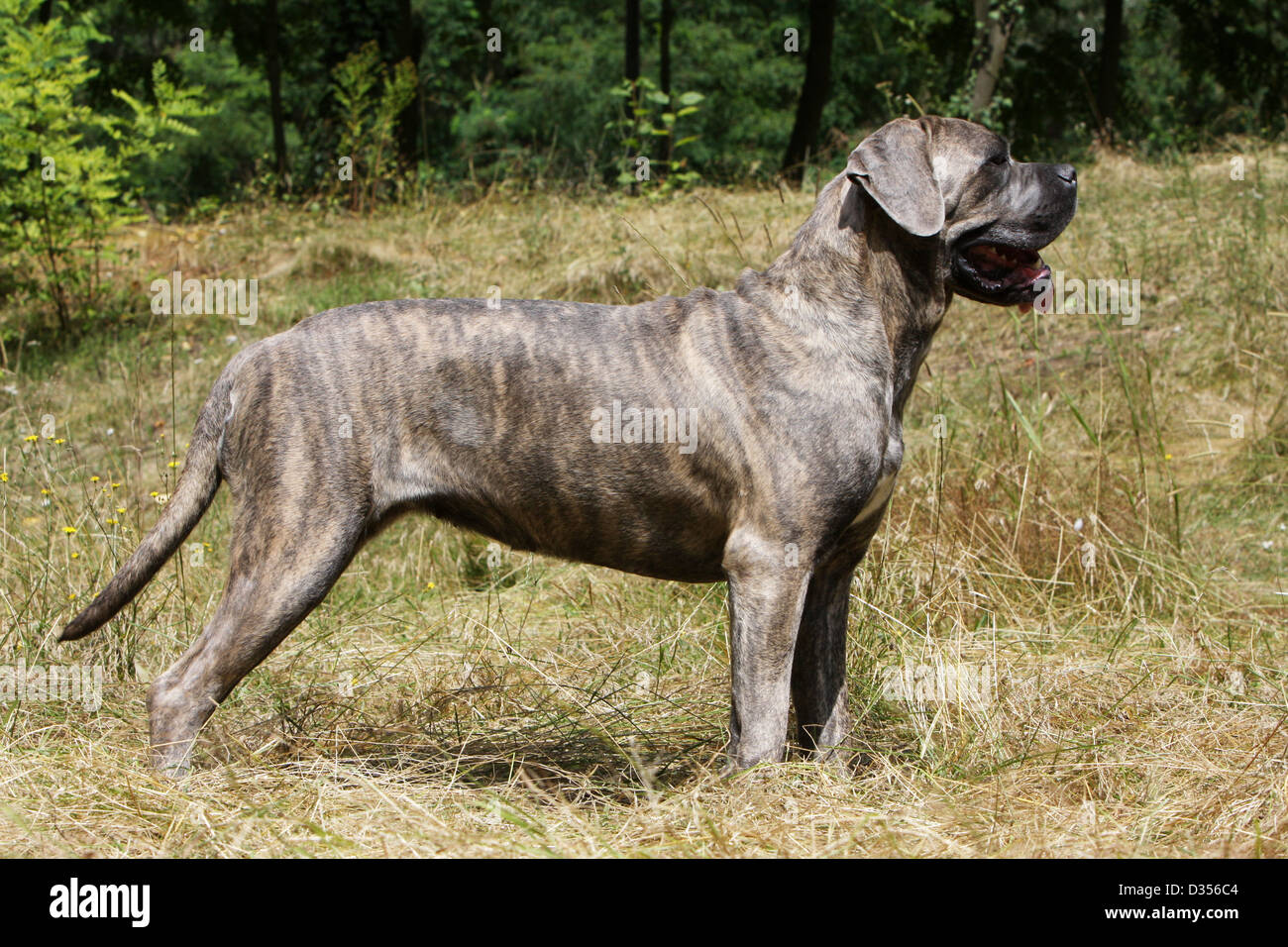 Dog Cane Corso / Italian Molosser adult standing in a meadow Stock ...