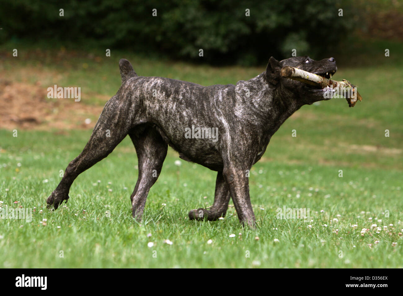 Dog Cane Corso / Italian Molosser adult running with a stick in its ...