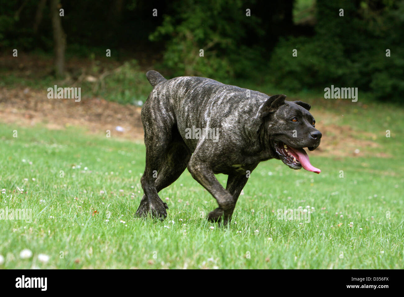 Dog Cane Corso / Italian Molosser adult running in a meadow Stock Photo ...