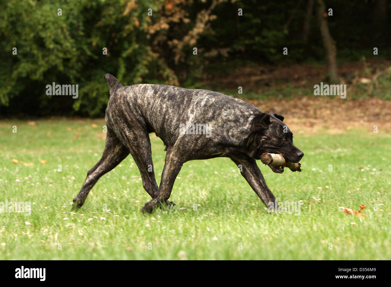 Dog Cane Corso / Italian Molosser adult walking with a stick in its ...