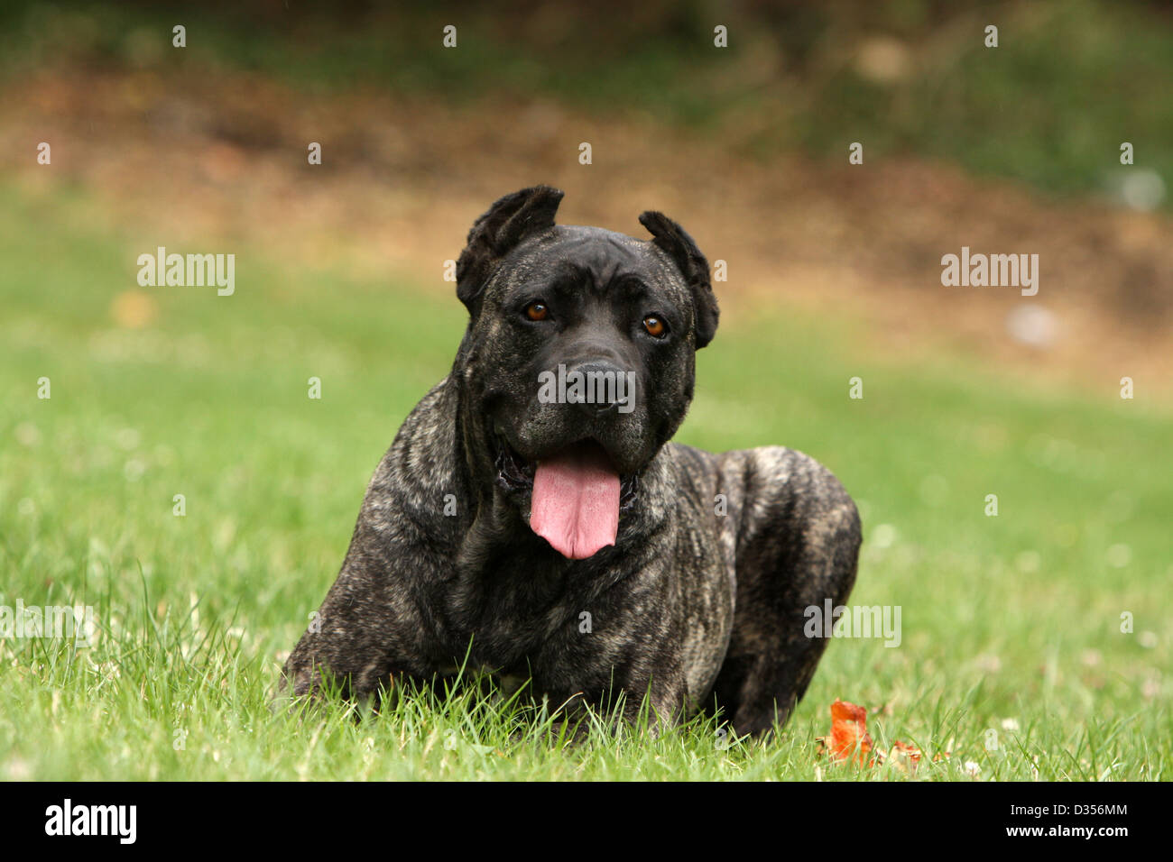 Dog Cane Corso / Italian Molosser adult lying in a meadow Stock Photo ...