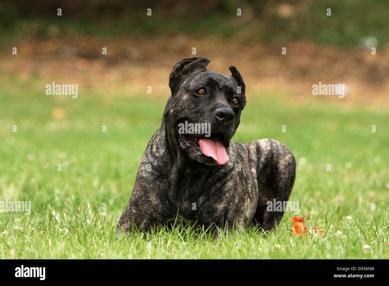 Dog Cane Corso / Italian Molosser adult lying in a meadow Stock Photo ...