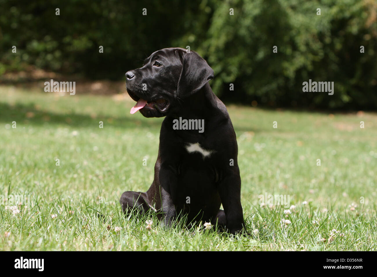 Dog Cane Corso / Italian Molosser puppy sitting in a meadow Stock Photo ...